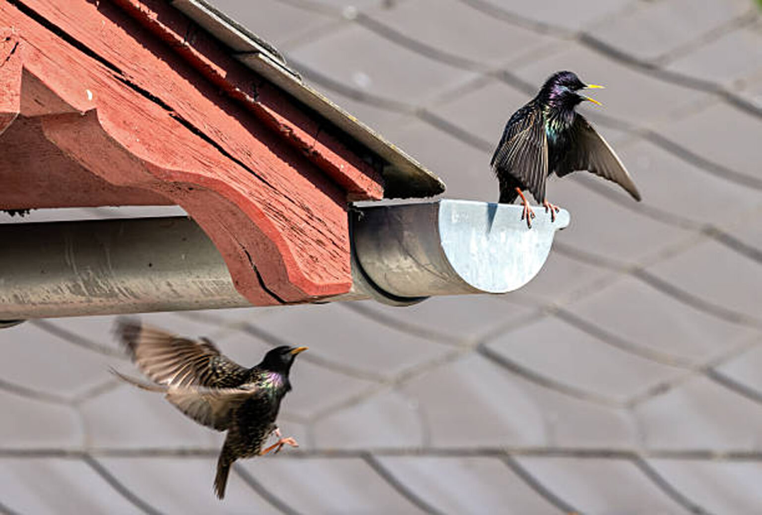 How to Keep Birds Out of Gutters - L.I. Metal Systems